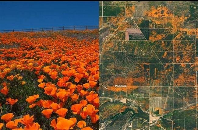 California’s Orange Poppy Bloom Is So Bright That It’s Visible From ...